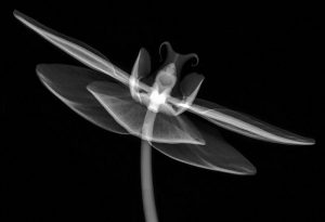 X-ray art Learn everything about X-ray art